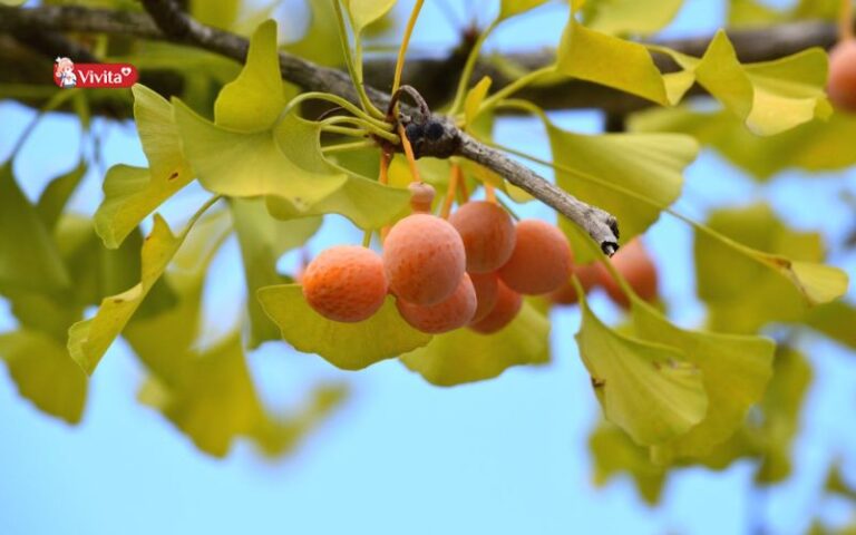 Giải Đáp Chi Tiết: Ginkgo Biloba Có Gây Buồn Ngủ Không?